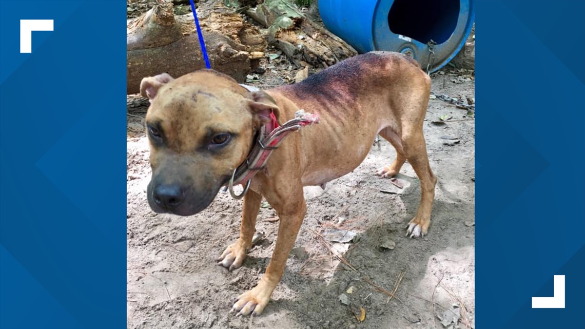 'Chained up living in their own filth' | 15 dogs rescued from dog ...