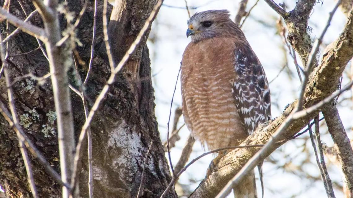 Pearland residents face hawk attacks amid nesting season | khou.com