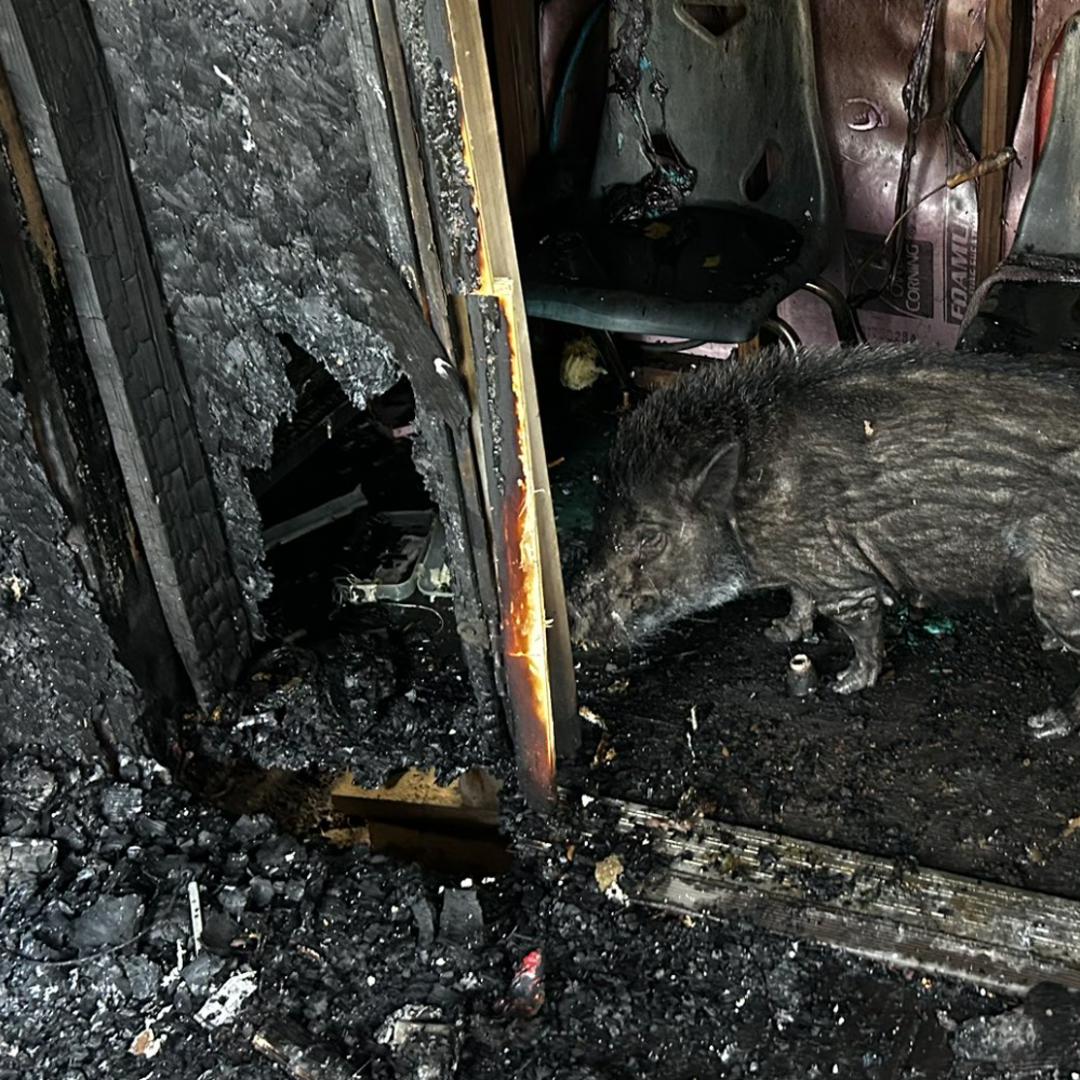 Spring firefighters rescue elderly woman, pets from house fire | khou.com