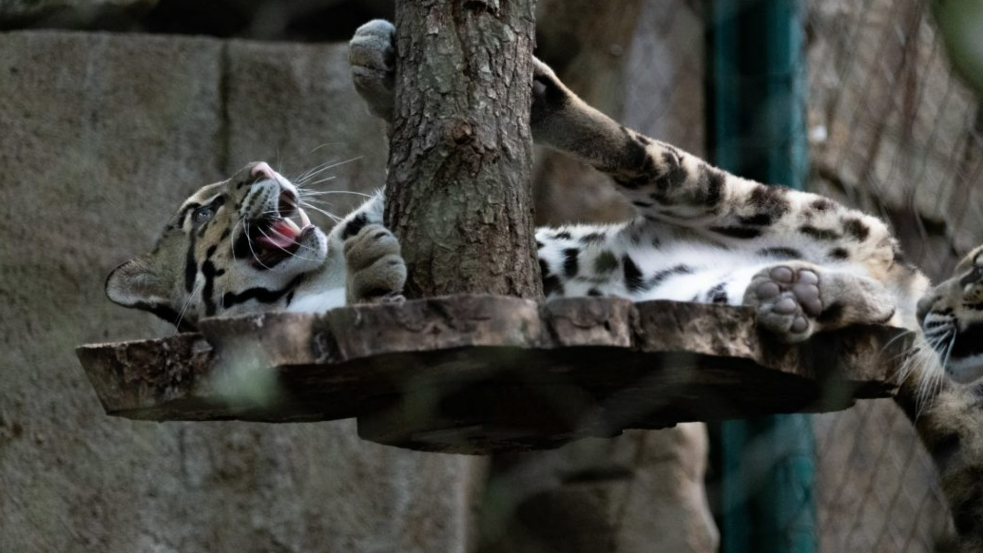Missing Clouded leopard found, Dallas Zoo says | khou.com
