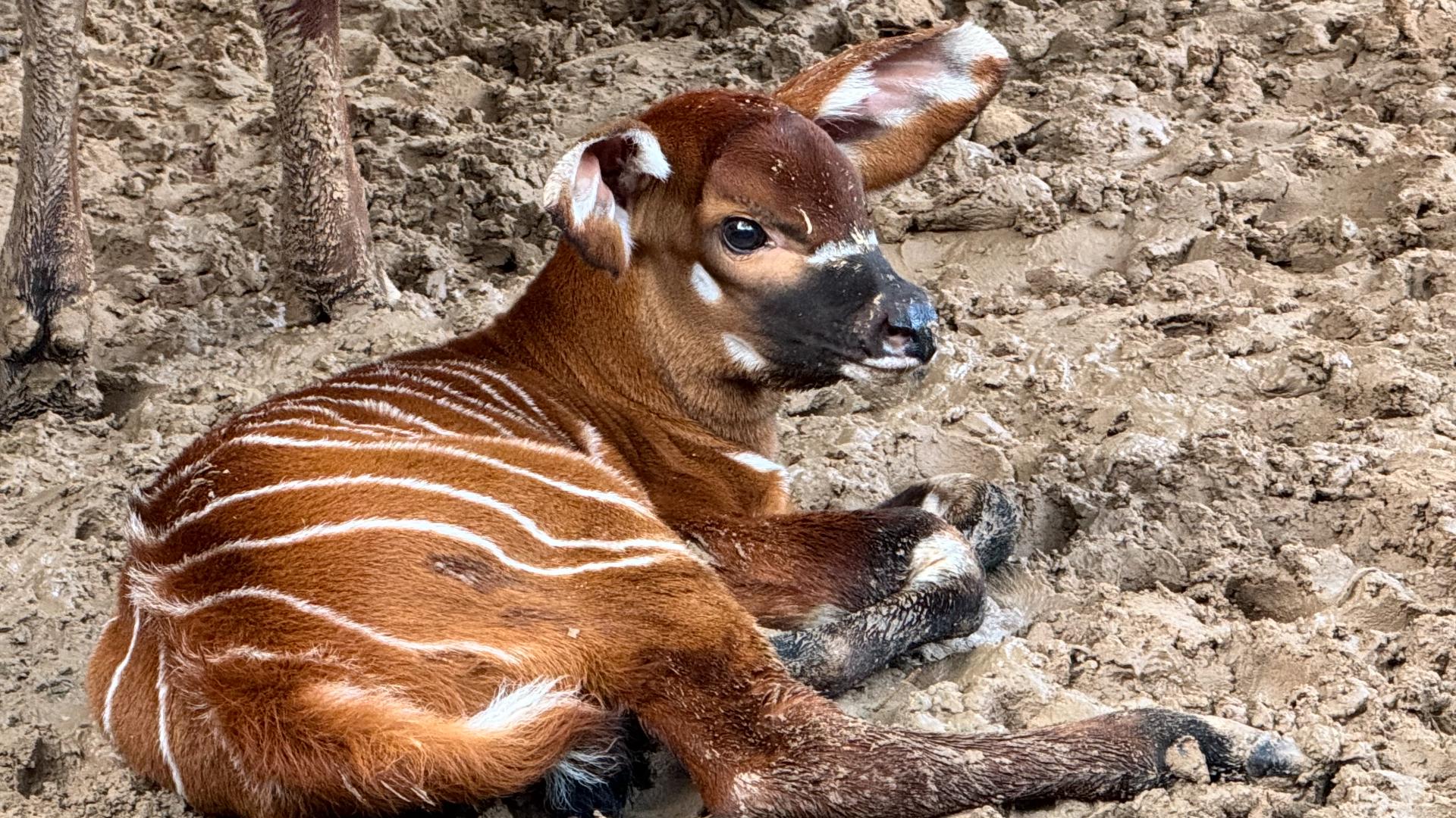 Houston Zoo welcomes birth of endangered eastern bongo calf | khou.com