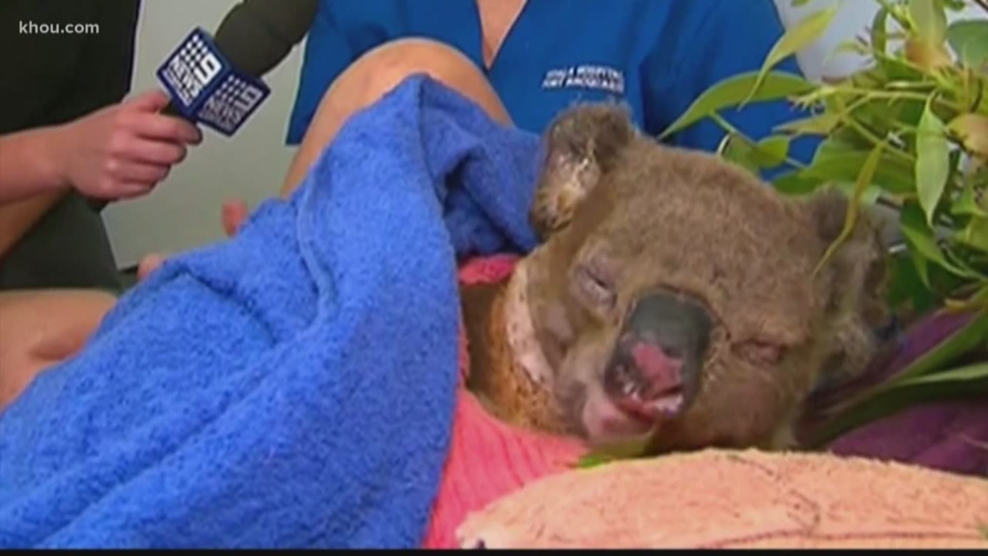 Must-see koala rescue reunion | khou.com