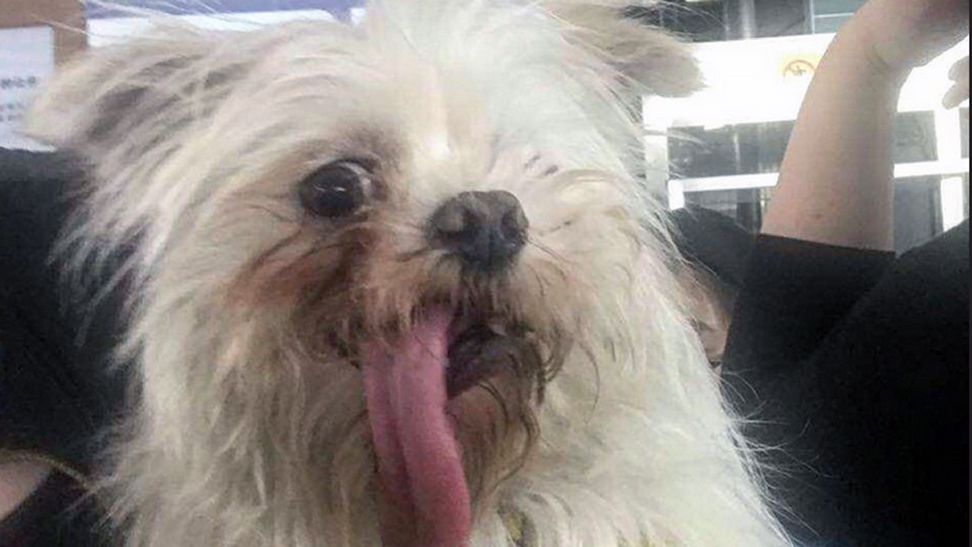 Dogs rescued from China flown to Houston for new life | khou.com