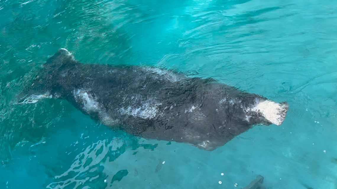 Manatee rescued from Texas City industrial canal diagnosed with acute ...
