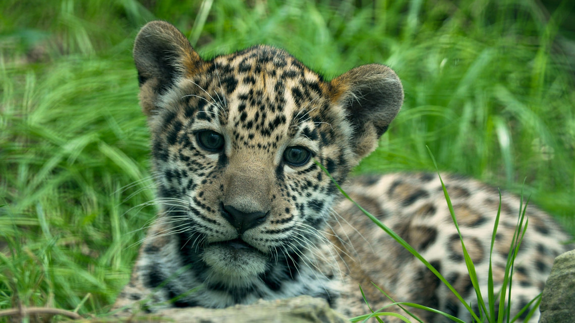 Houston Zoo’s jaguar cub Rojo steals hearts | khou.com