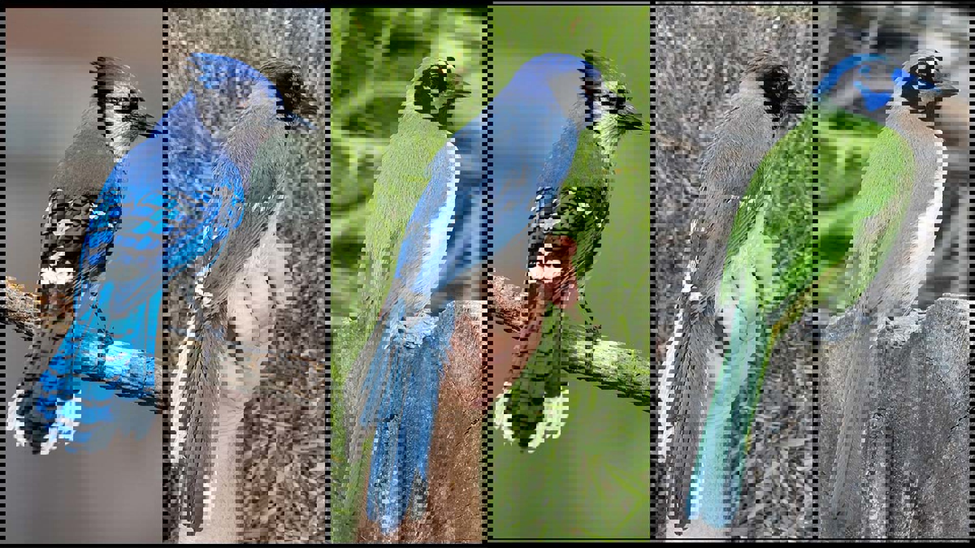 Texas hybrid bird may be first vertebrate created by climate change ...