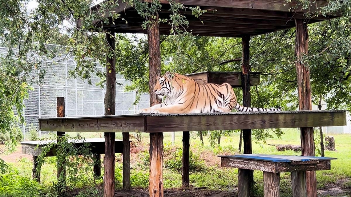 These rescued Texas tigers are celebrating a significant anniversary ...