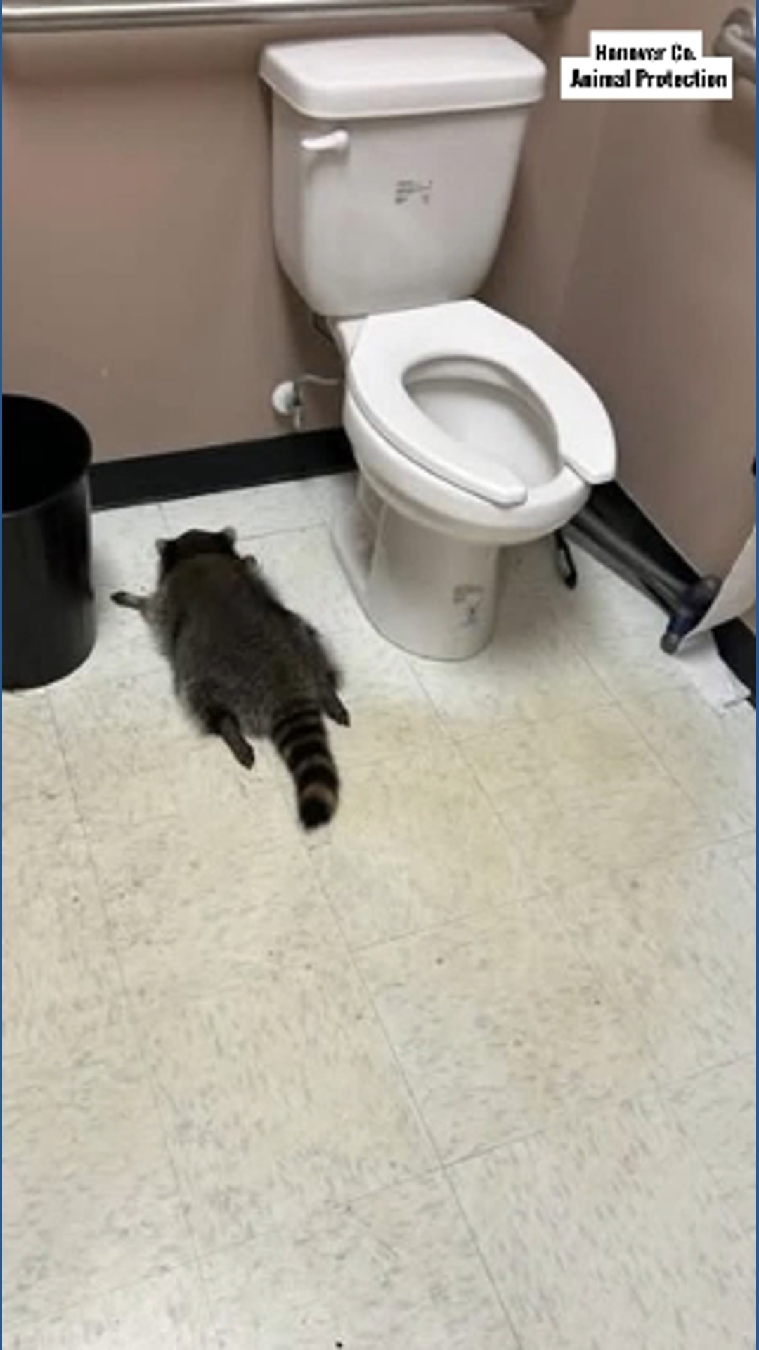 Trashed panda turns star | Drunk raccoon now raising big bucks for ...