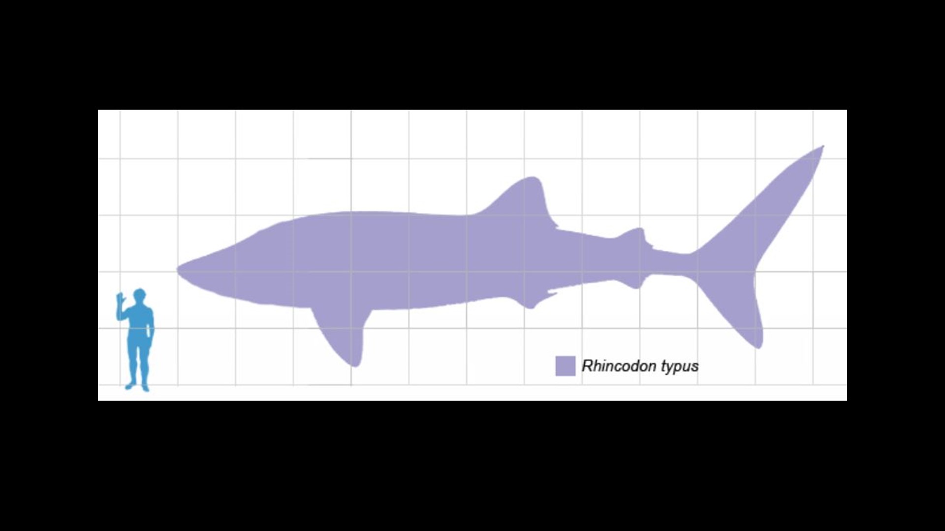 Largest fish species in the world spotted off Texas beach: report ...