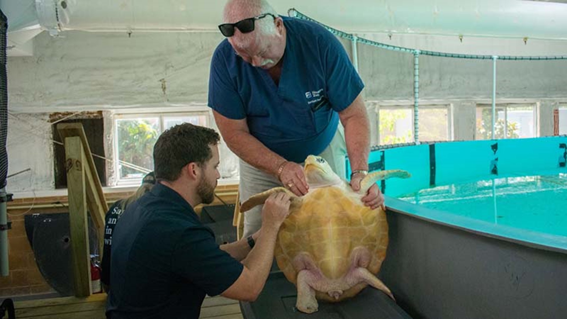 Endangered sea turtle's epic journey from Texas to Wales and back ...