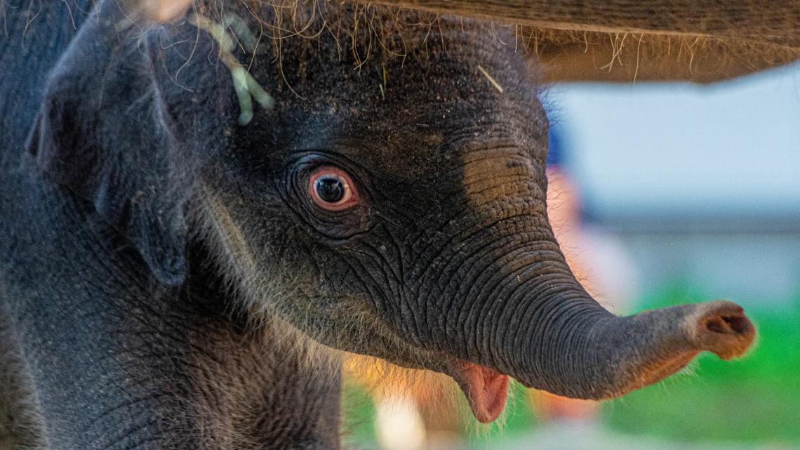 Kirby, the Houston Zoo's baby elephant, becomes internet star | khou.com