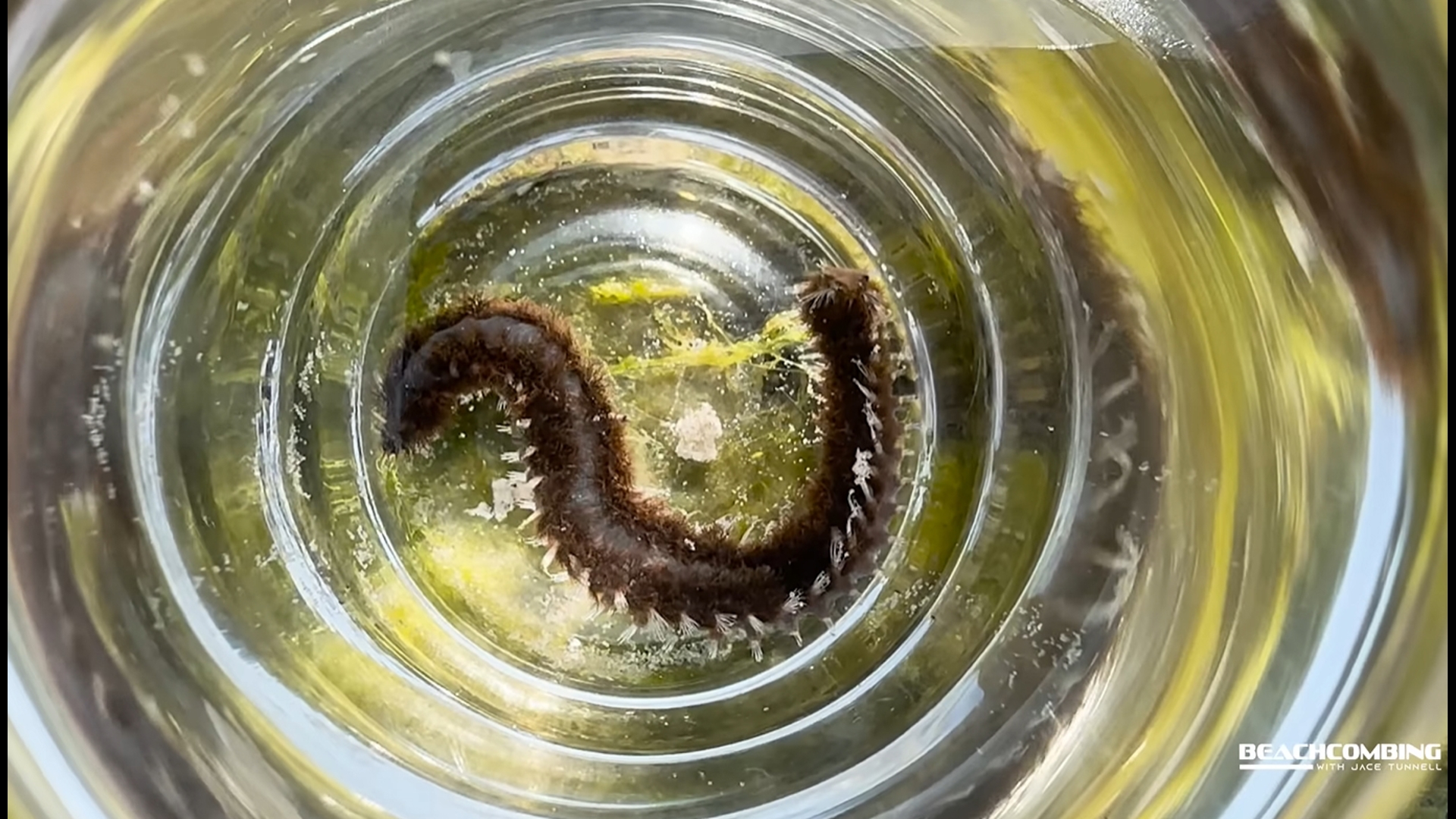 Fireworm found near Corpus has sting that causes 'massive pain' | khou.com