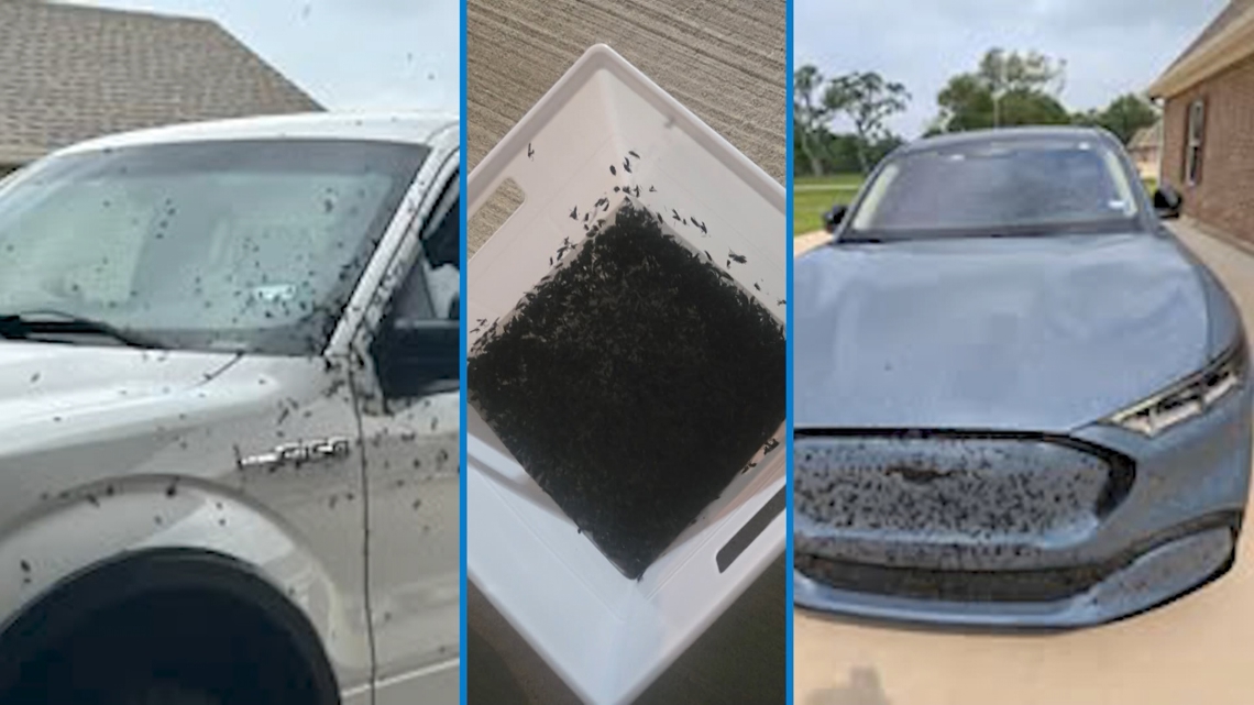 Love bugs are popping up across Houston. Here’s what’s behind it | khou.com