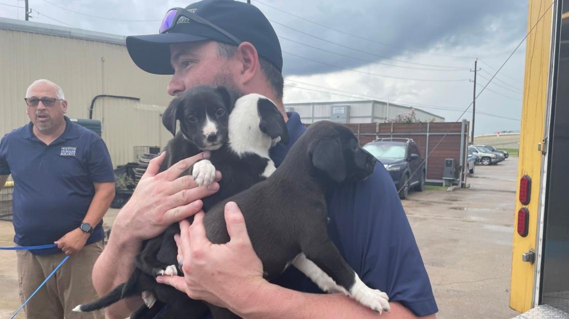Houston Humane Society rescues 26 dogs from flooded shelters | khou.com