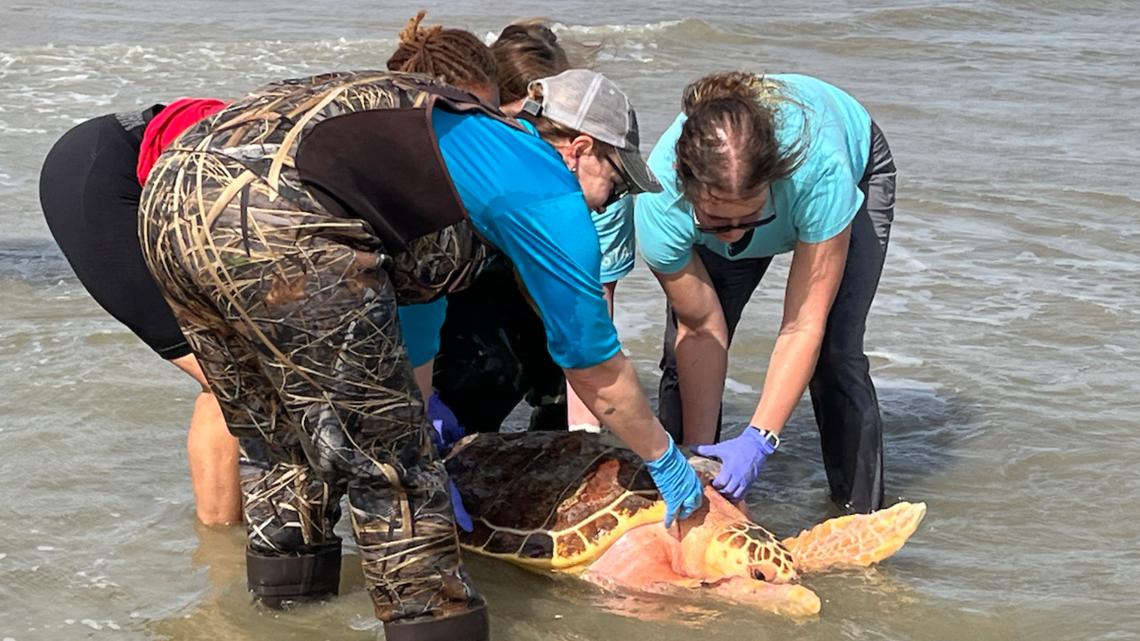 Green sea turtles released into Gulf after months of rehab in Houston ...
