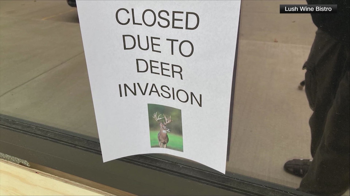 Deer crashes through window into wine store in western Wisconsin | khou.com