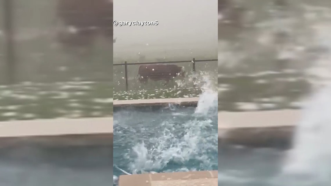 Cow gets caught in storm, hail pelts Texas pool | khou.com
