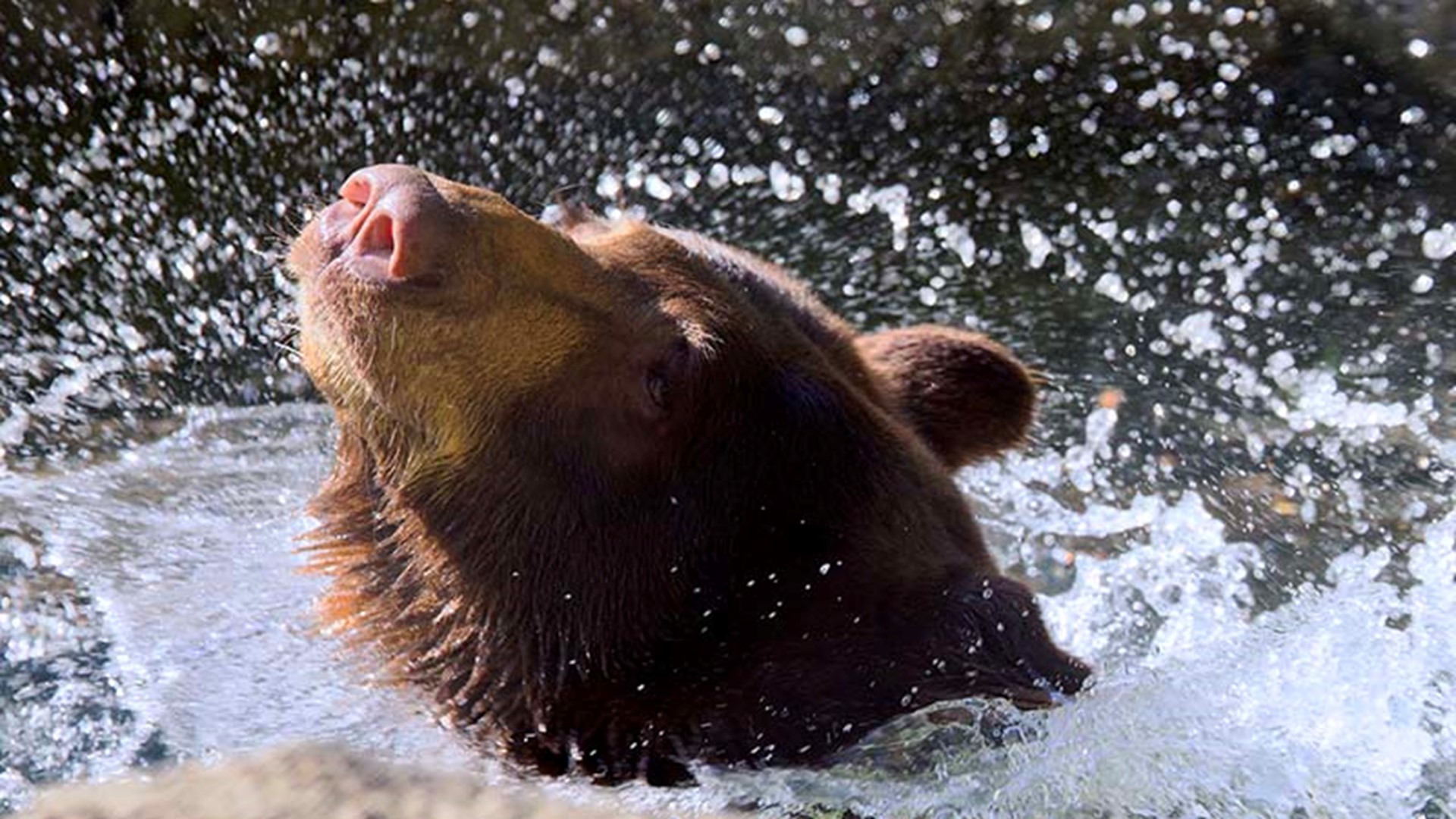 Houston Zoo welcomes young black bear rescued in Nevada | khou.com