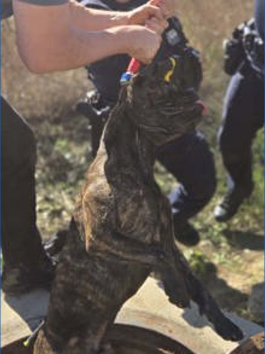 Alexis Sharkey update:Thomas Sharkey kills himself in Florida | khou.com