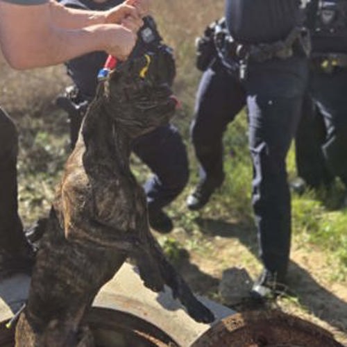 Alexis Sharkey update:Thomas Sharkey kills himself in Florida | khou.com