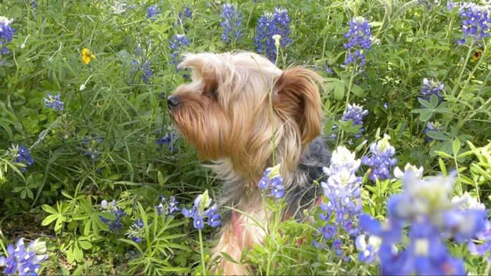 Where to find bluebonnets in Houston | khou.com