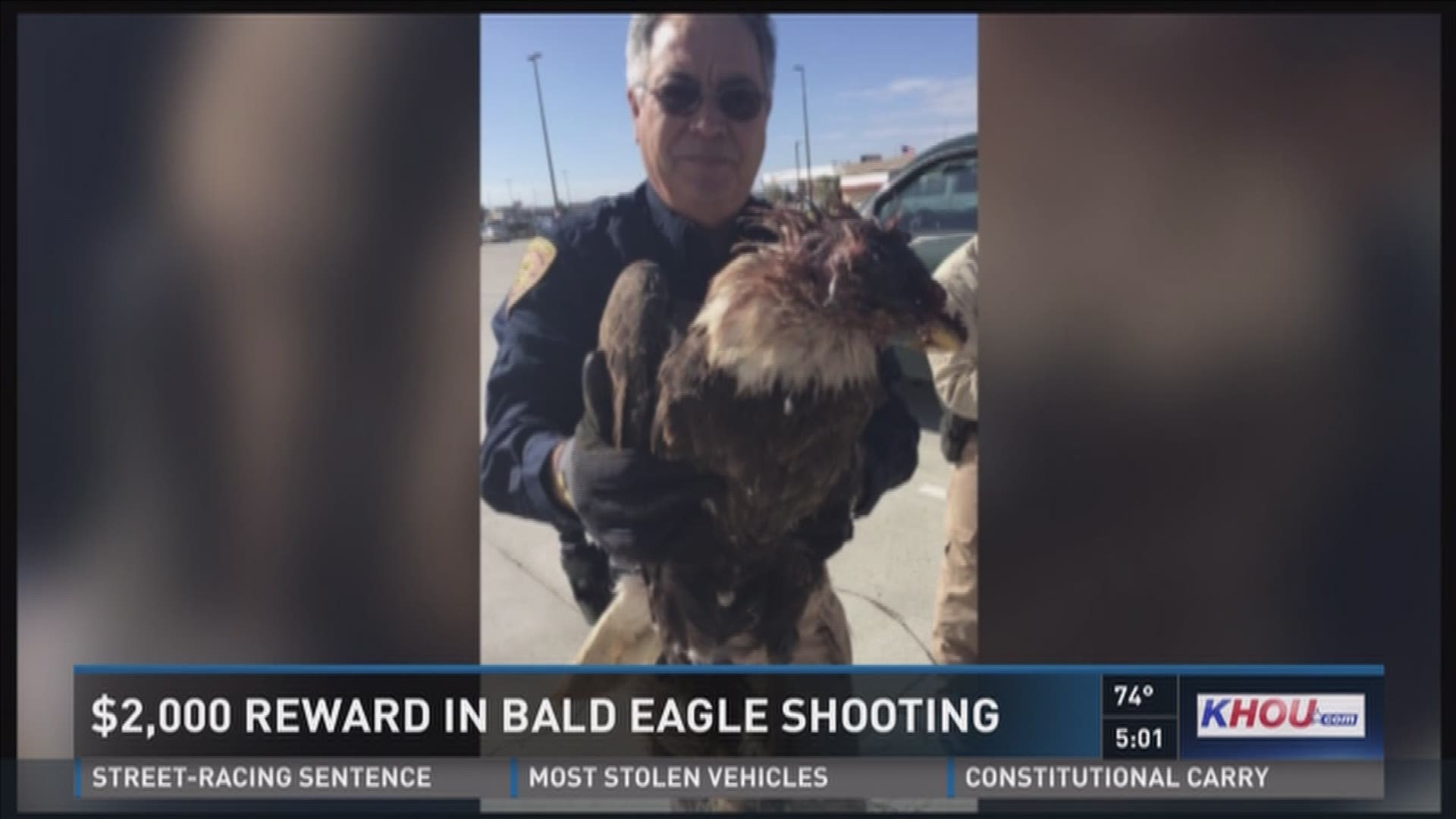 Bald eagle shot, killed near Anahuac | khou.com