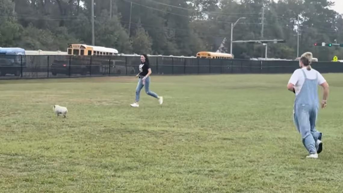 This little piggy went...to school? Pig runs wild across two Conroe ISD ...