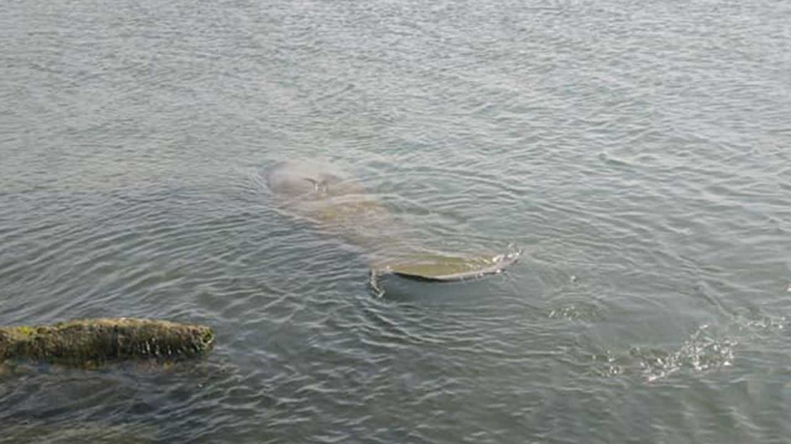Galveston manatee: Sea cow spotted in Galveston Bay | khou.com