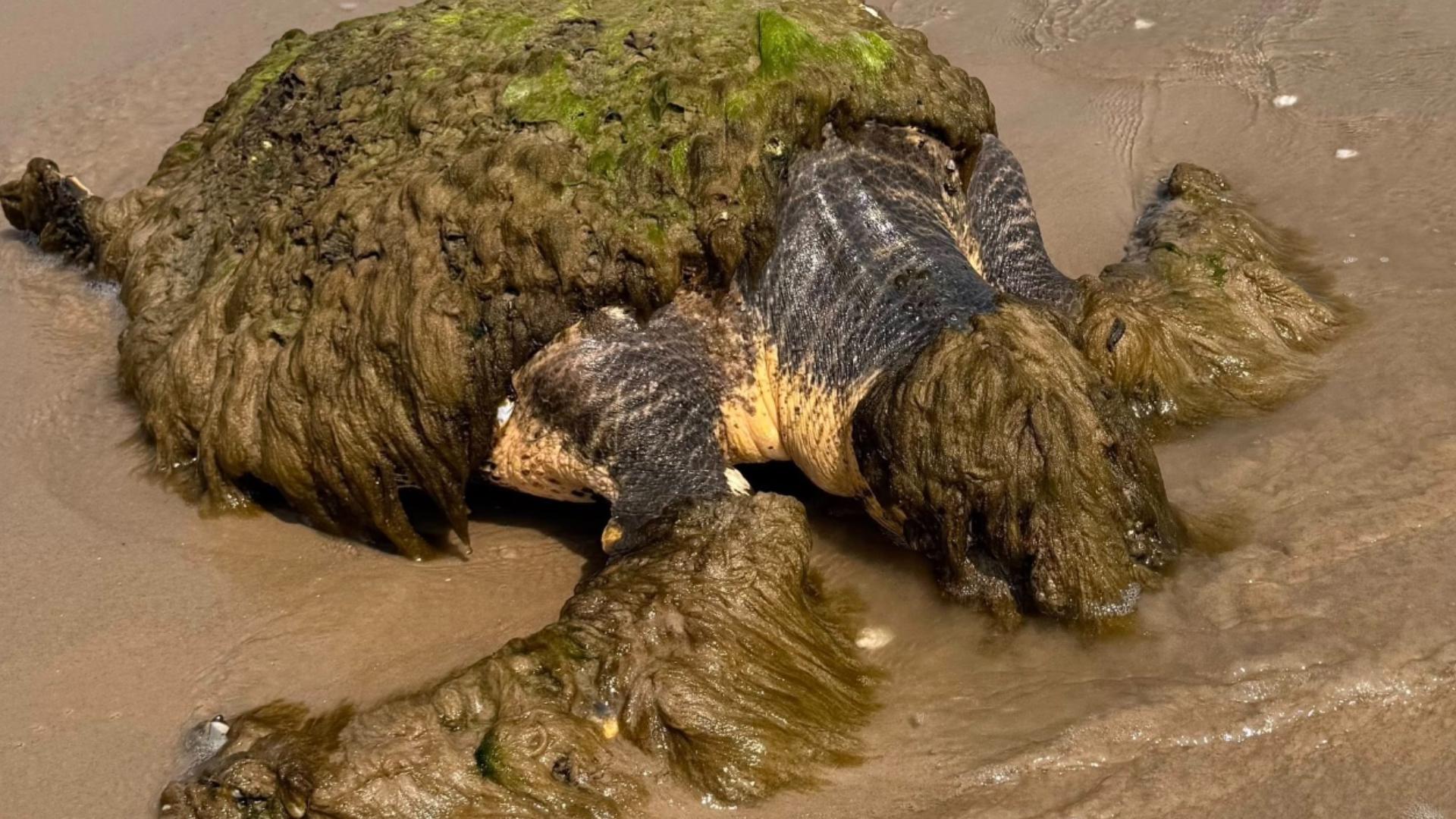 Why this sea turtle was struggling to swim near Sargent, Texas | khou.com