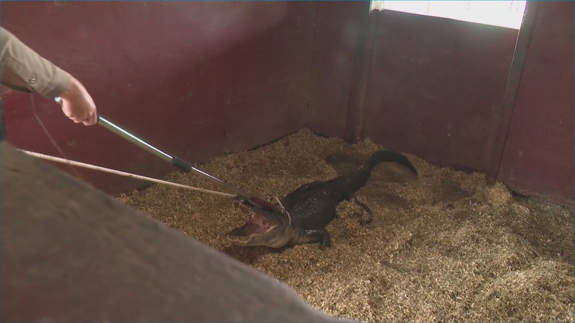 8-foot alligator found inside horse stall at Beaumont stables | khou.com