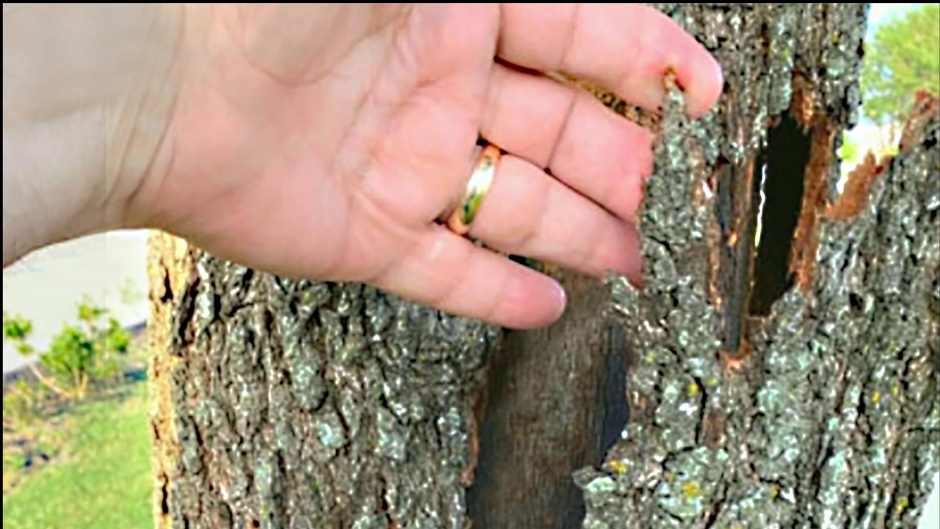 Here's what Texas A&M Forest Service officials say about the threat of ...