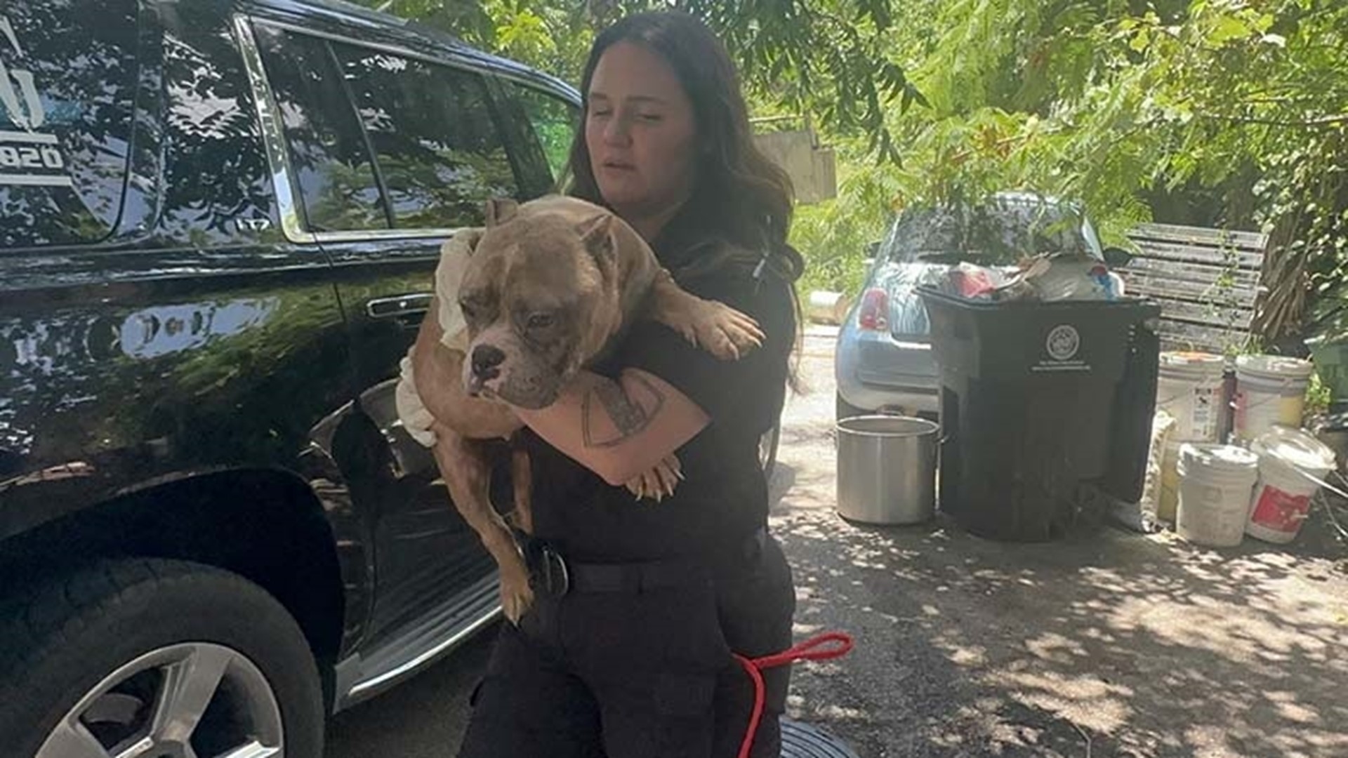9 French bulldogs, 1 starving dog rescued in Houston | khou.com