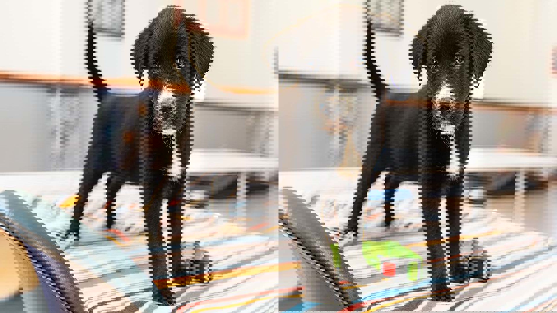 Service Dogs, Inc. trains rescues to be service dogs for Texans | khou.com