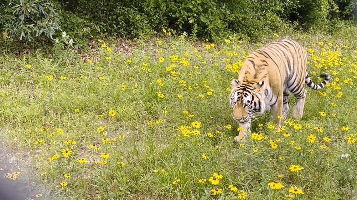 These rescued Texas tigers are celebrating a significant anniversary ...