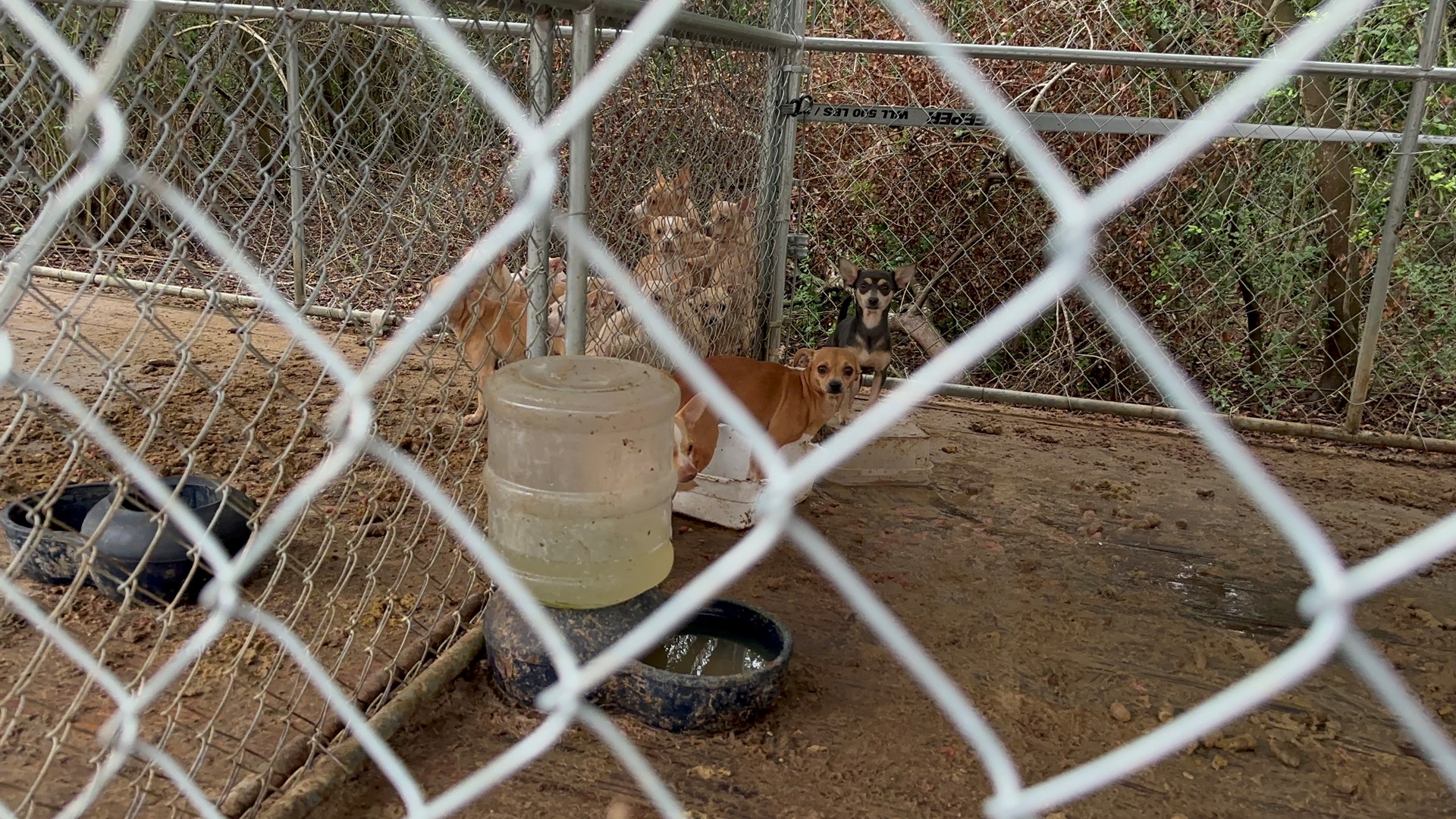 Houston SPCA rescues dozens of dogs from Weimar, Texas property | khou.com