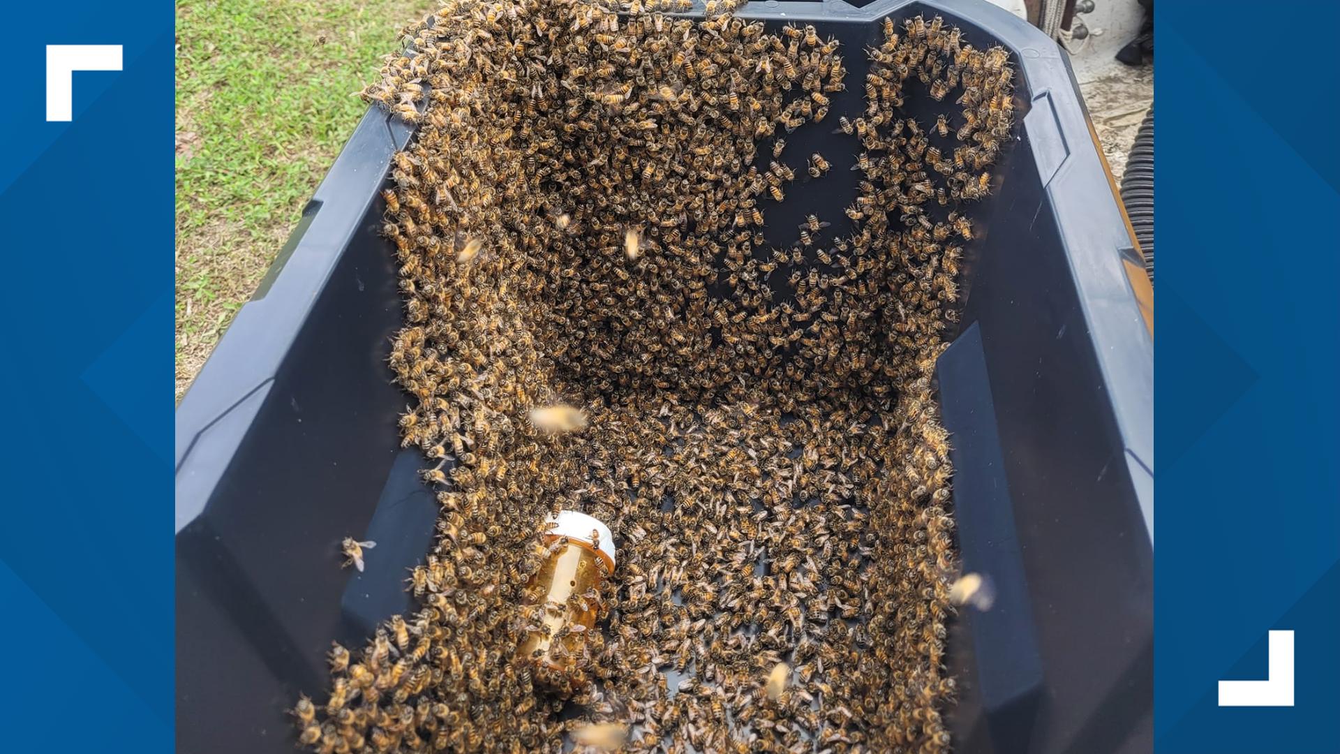 Two hives of honey bees removed from Battleship Texas | khou.com