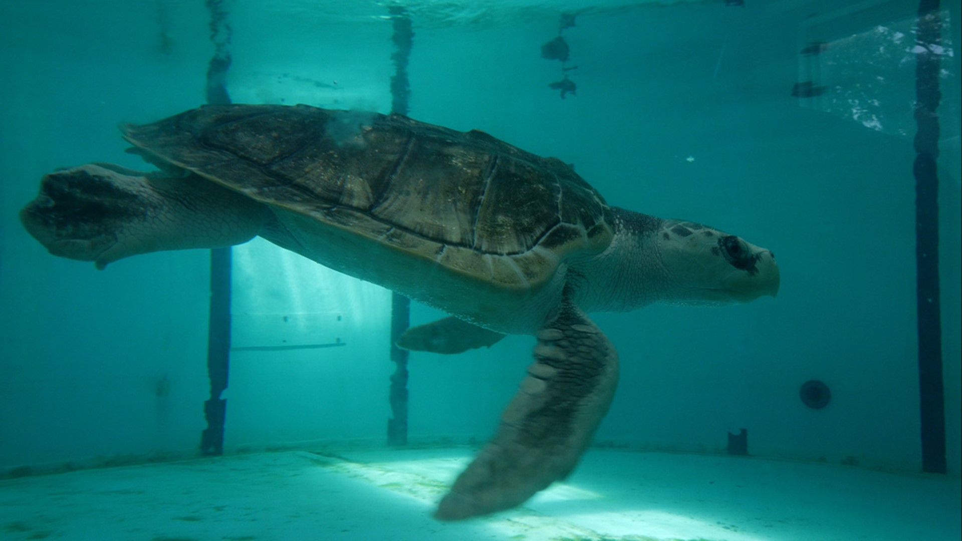 Endangered sea turtle's epic journey from Texas to Wales and back ...
