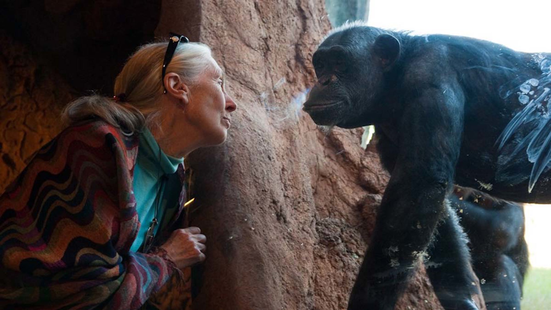 Jane Goodall toured the Houston Zoo's chimp exhibit in 2010 | PHOTOS ...