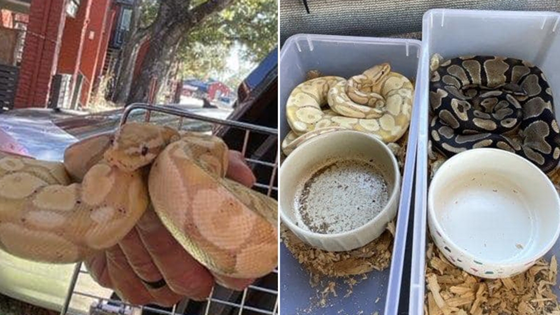 Pet pythons rescued from apartment complex in Houston, Texas | khou.com