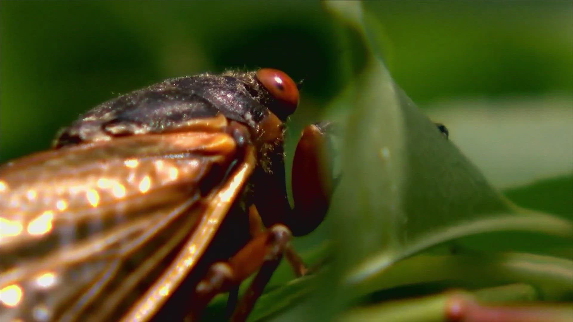 Coming this spring: Cicadas that haven't been around for 17 years ...
