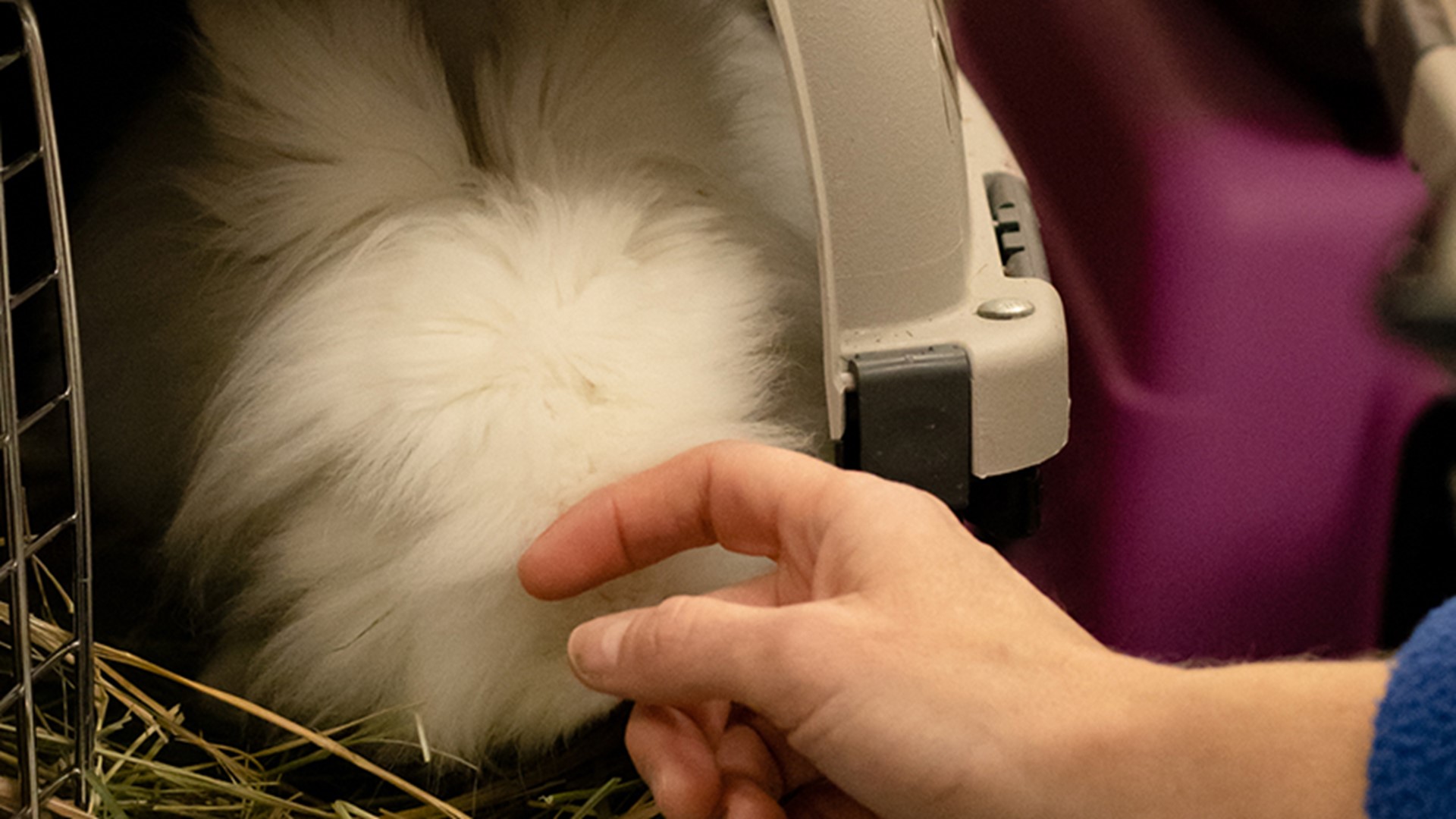 Rescued bunnies will soon be up for adoption at Houston SPCA | khou.com