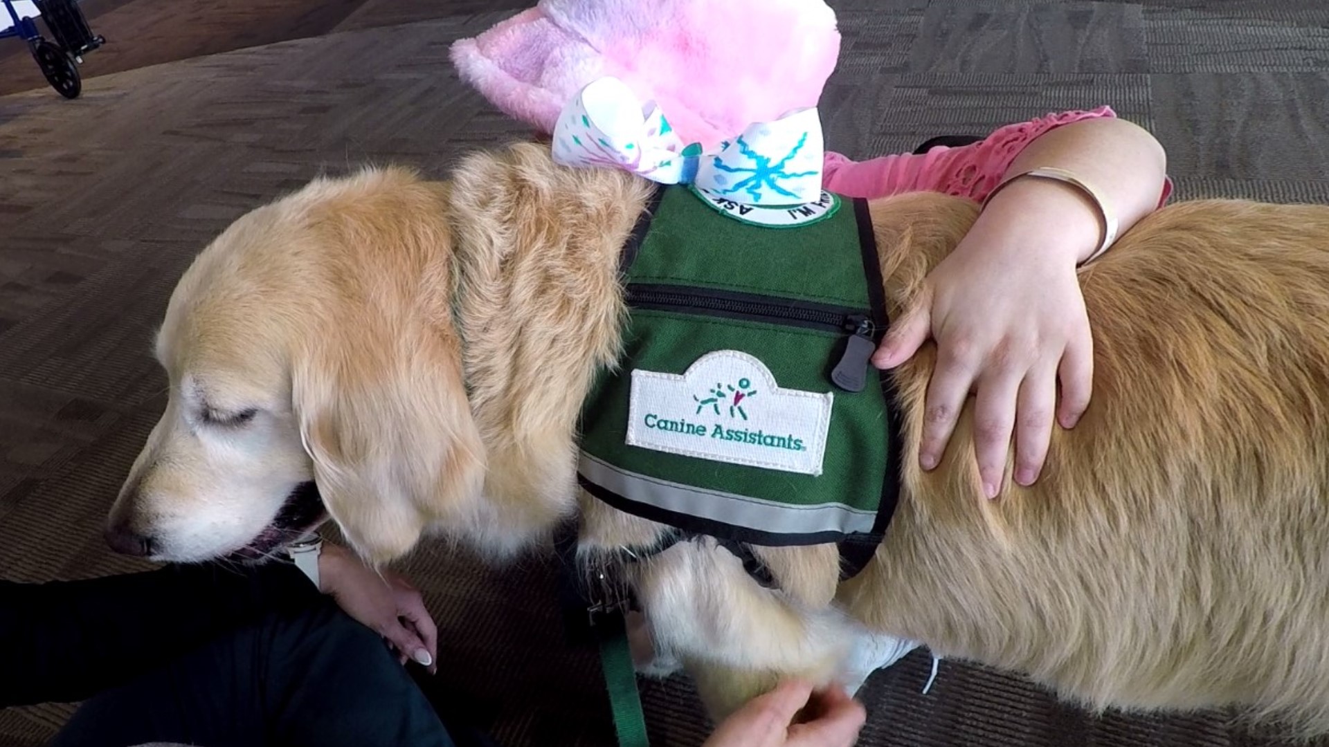 TCH's first therapy dog Elsa retiring after 12,000 patient visits ...