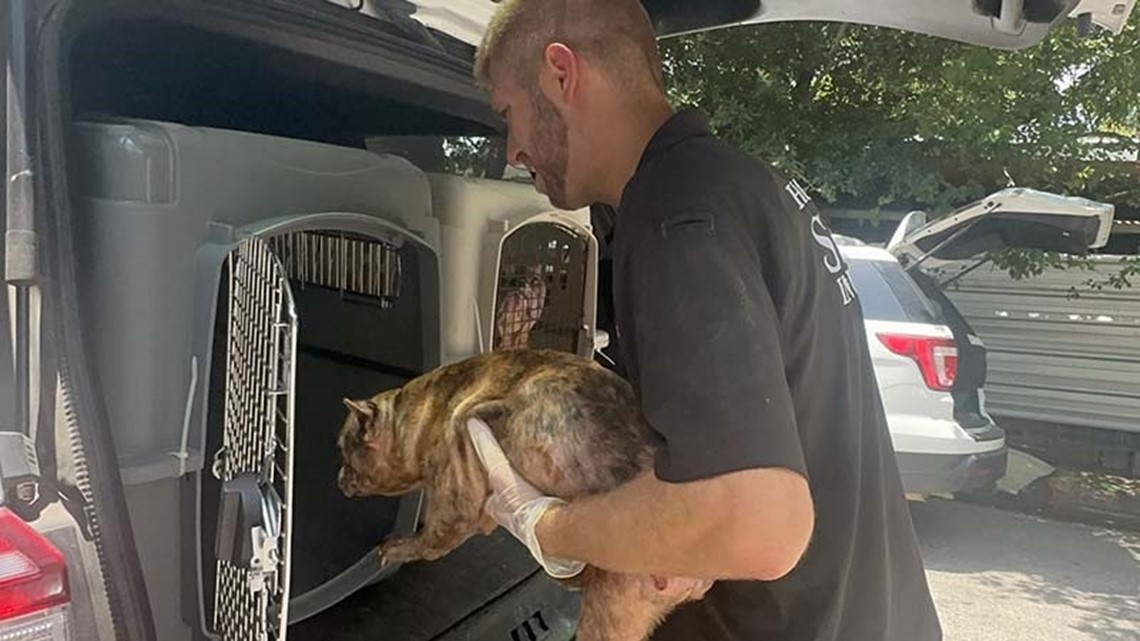 9 French bulldogs, 1 starving dog rescued in Houston | khou.com