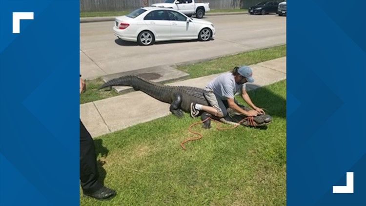 Alligator spotted in La Porte, Texas near Houston | khou.com
