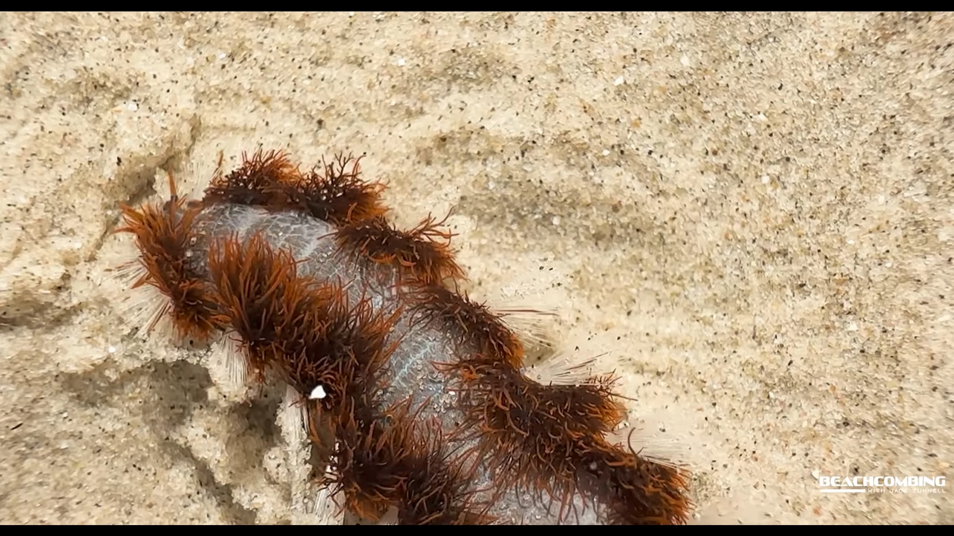 Fireworm found near Corpus has sting that causes 'massive pain' | khou.com