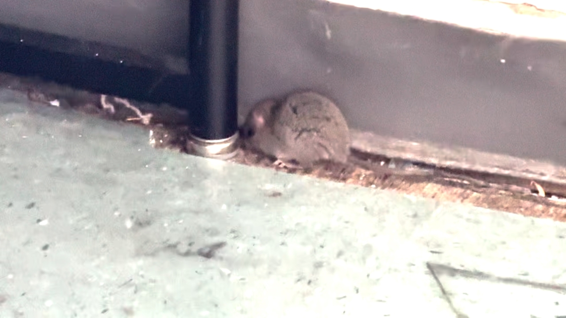 Man says he saw a rat in his Lanier Middle School classroom | khou.com
