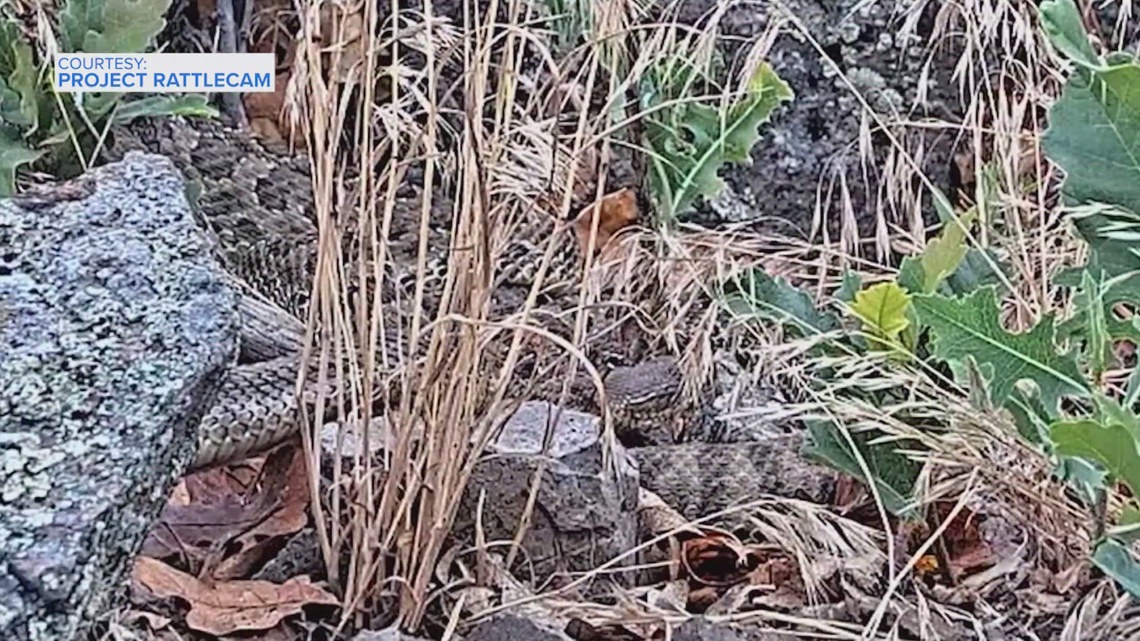 Colorado home to 'mega den' of rattlesnakes | khou.com