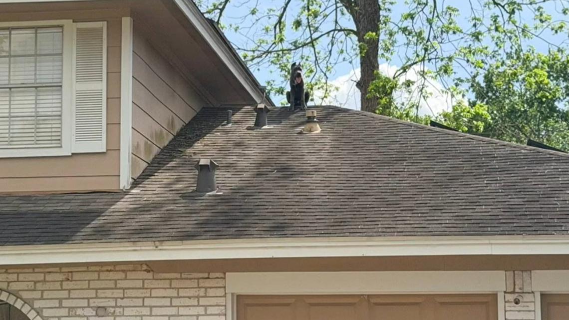 You'd think this dog on a Cypress roof needed rescuing. Apparently not ...