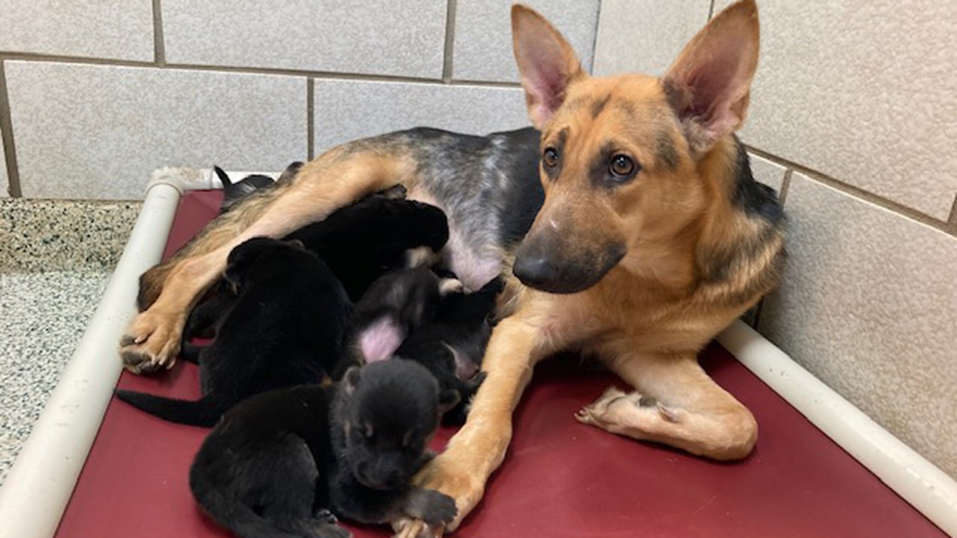 Houston Humane Society rescues more than two dozen dogs in Spring ...