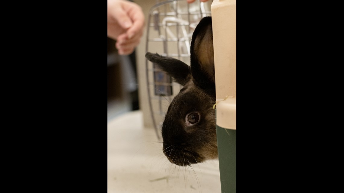 Rescued bunnies will soon be up for adoption at Houston SPCA | khou.com